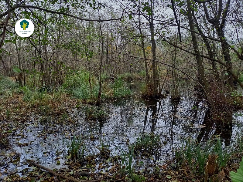 ZOC DEL PERIC - La zona umida tra le aree di tutela degli anfibi ...